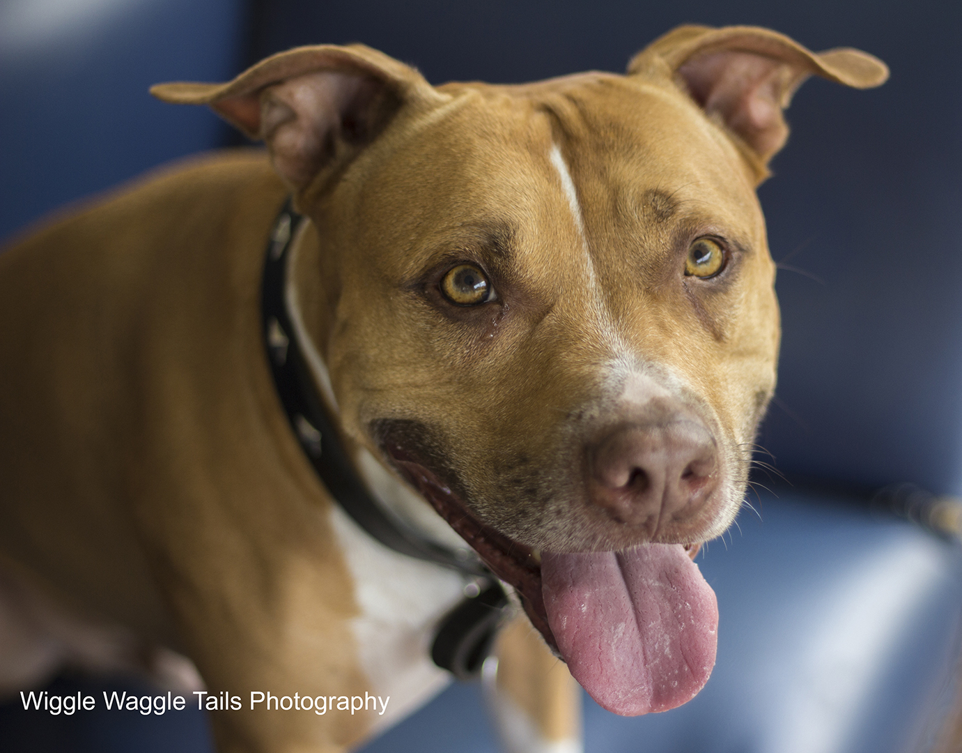 Pet Photography - Wiggle Waggle Tails